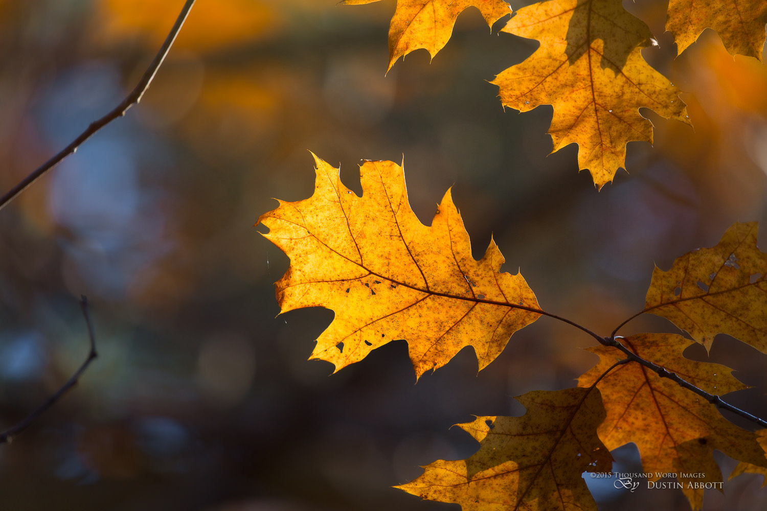 Simple Things - DustinAbbott.net