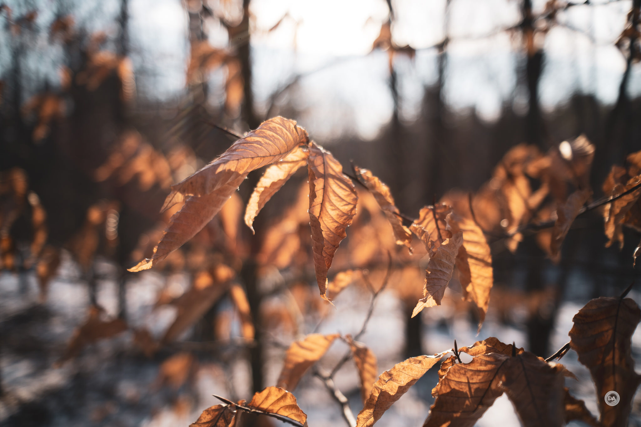 BS28-Samples-33 - DustinAbbott.net