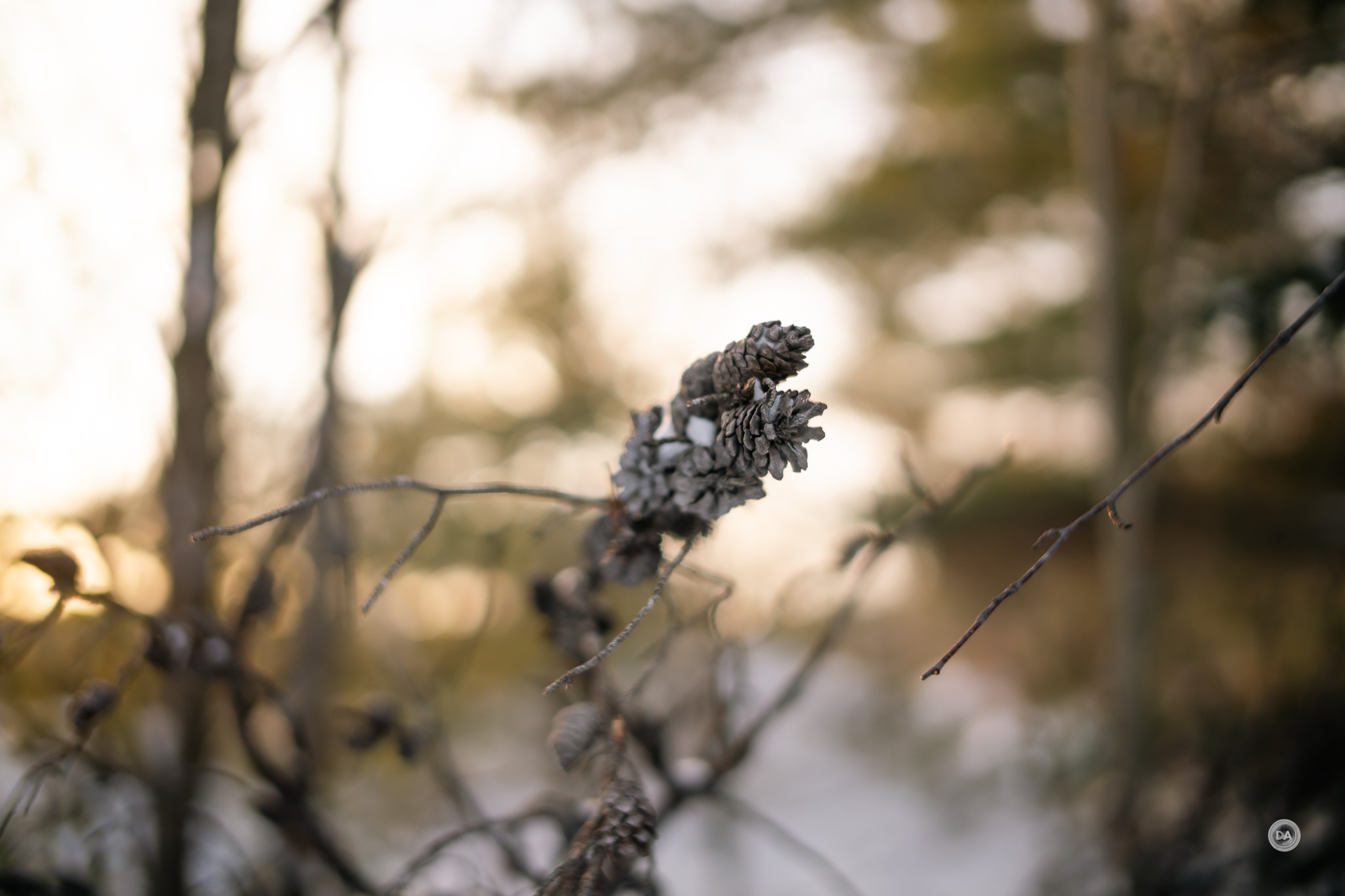 33-Creamy-1 - DustinAbbott.net