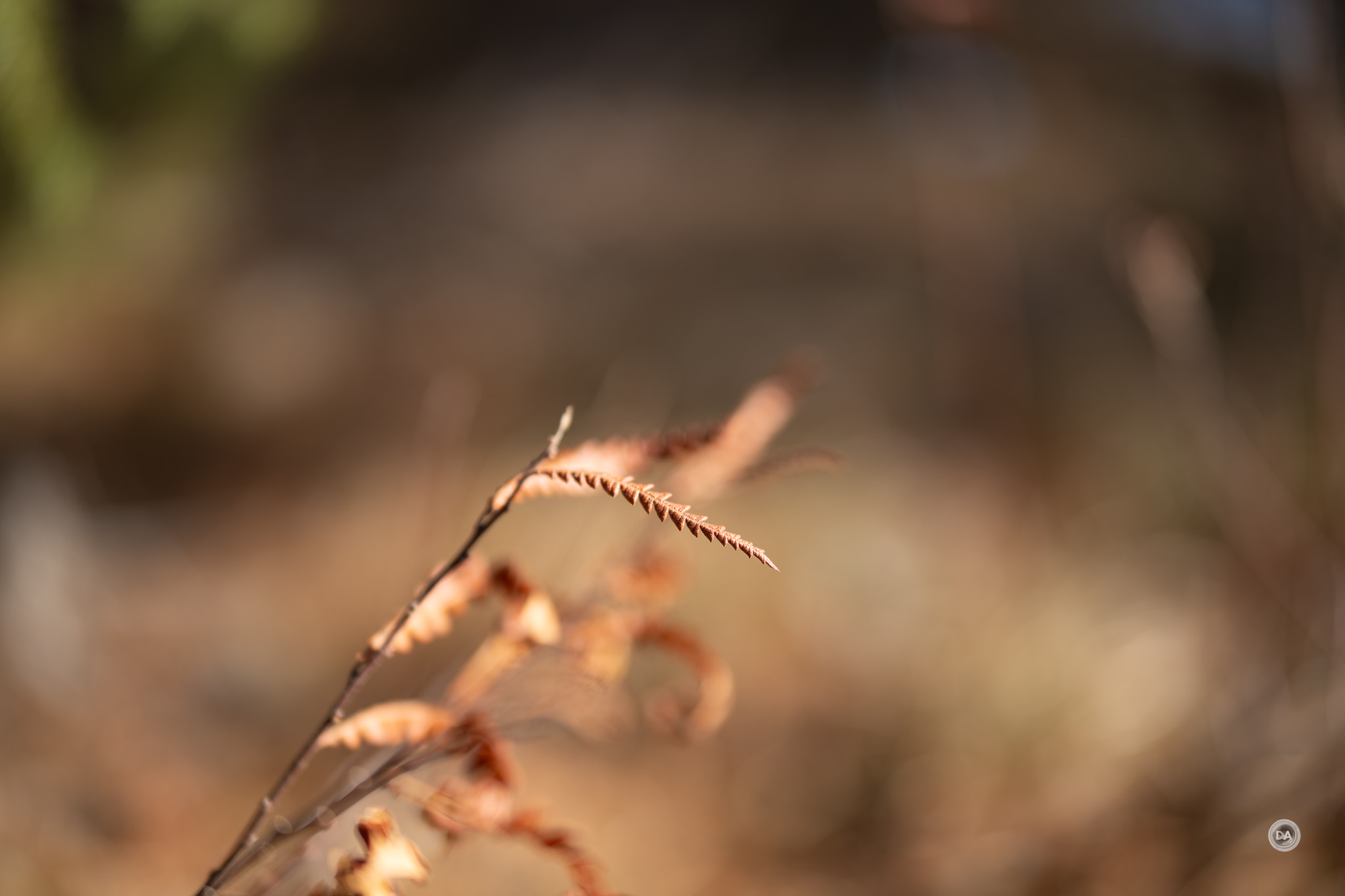 33-Narrow-1 - DustinAbbott.net