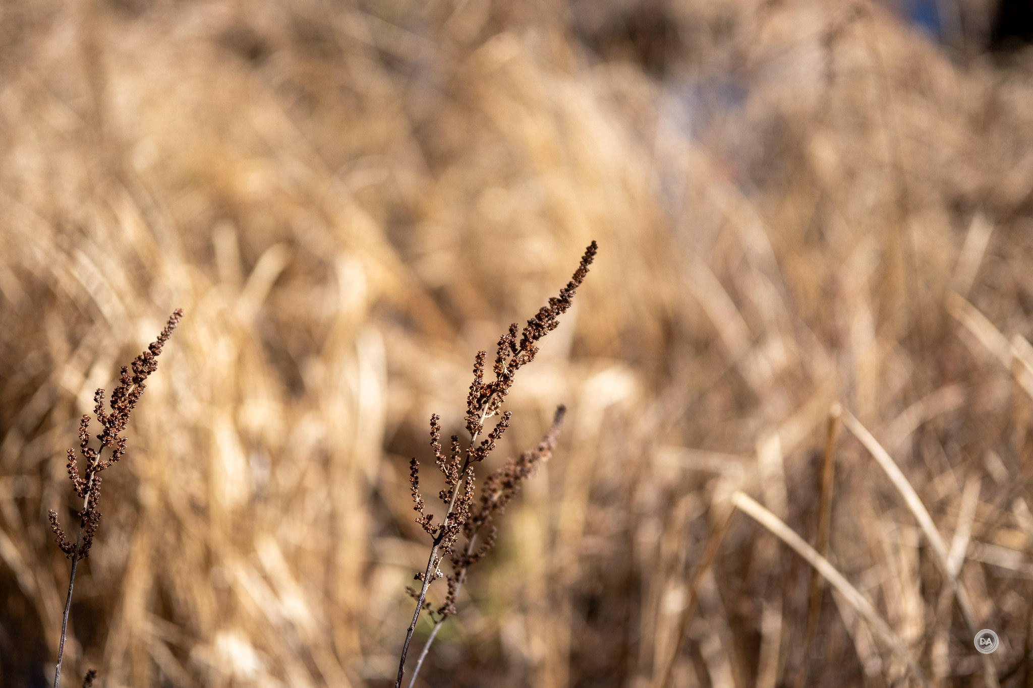 29-Sharp-1 - DustinAbbott.net