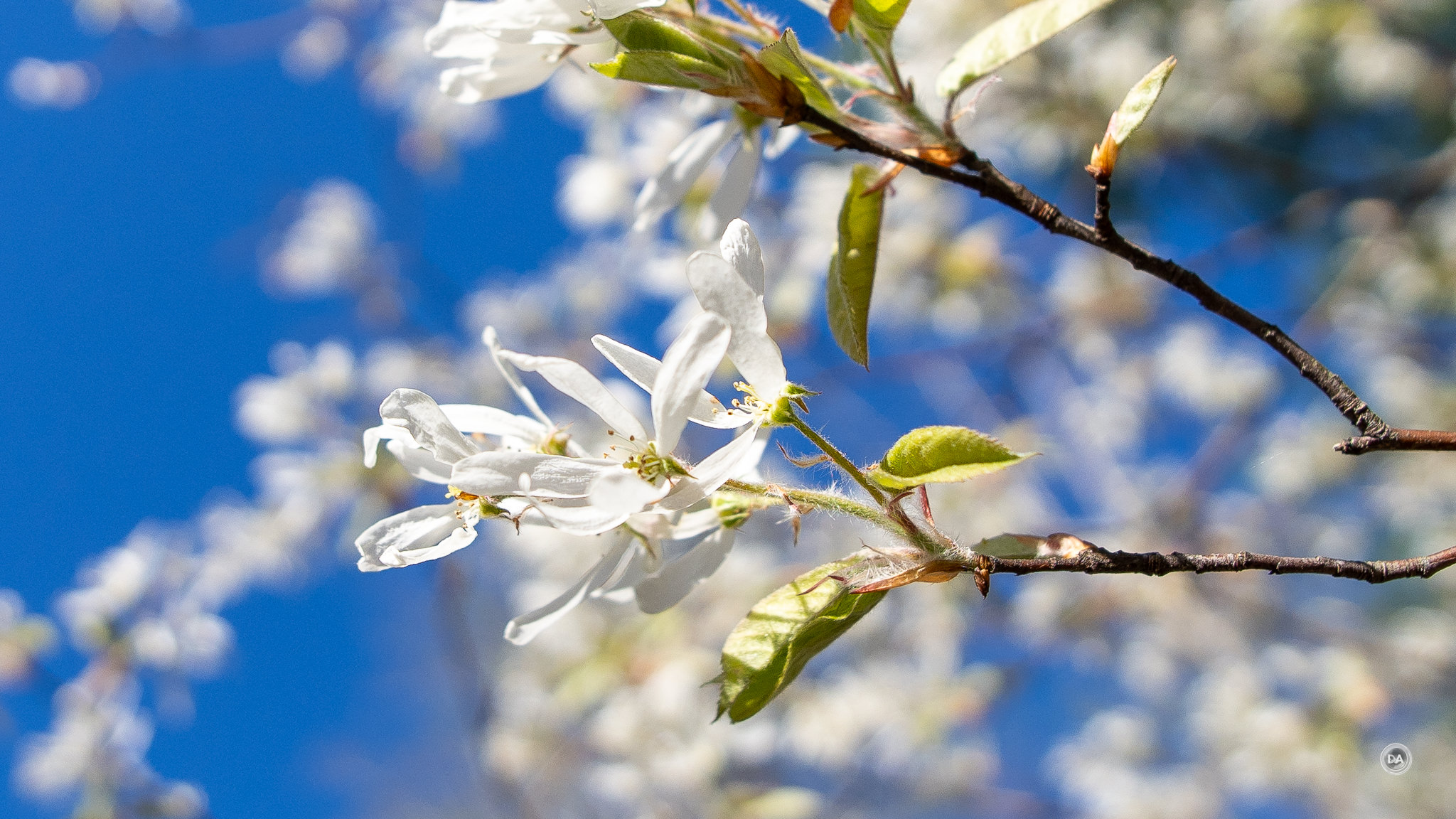 39-Bokeh-3-2 - DustinAbbott.net