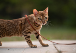 FUJIFILM X-S20 Review - DustinAbbott.net