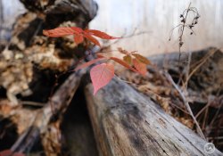 Fujinon GF 20-35mm F4 WR Review - DustinAbbott.net