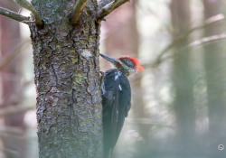 Sigma 100-400mm F5-6.3 DG DN OS (X-Mount) Review - DustinAbbott.net