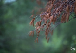 Sigma 105mm f/1.4 DG HSM ART Review - DustinAbbott.net