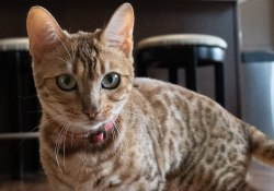 Sigma 17mm F4 DG DN (iSeries) Review - DustinAbbott.net