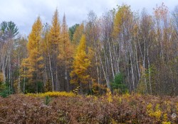 Sigma 18-50mm F2.8 DN X-Mount Review (40MP) - DustinAbbott.net