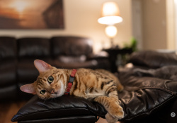 Sigma 23mm F1.4 DC DN Contemporary Review - DustinAbbott.net