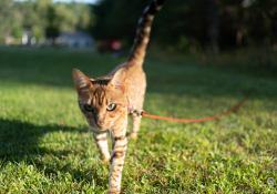 Sigma 23mm F1.4 DC DN X-Mount Review - DustinAbbott.net