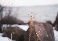 Sigma 50mm F2 DG DN C (iSeries) Review - DustinAbbott.net