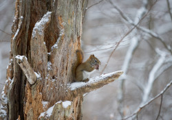 Sigma 60-600mm F4.5-6.3 DG DN OS Sport Review - DustinAbbott.net