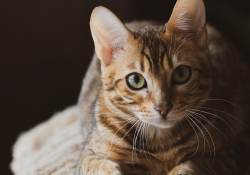 Sigma 60-600mm F4.5-6.3 DG DN OS Sport Review - DustinAbbott.net