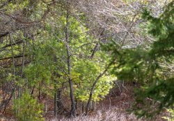 Sony E 70-350mm F4.5-6.3 G OSS review - DustinAbbott.net