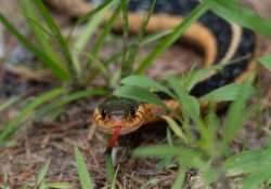 Tamron 150-500mm F5-6.7 Di II VC VXD X-mount Review - DustinAbbott.net