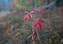 Tamron 17-50mm F4 Di III VXD Review - DustinAbbott.net