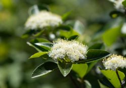 Tamron 17-70mm F2.8 VC RXD X-Mount Review - DustinAbbott.net