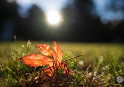 Tamron 20-40mm F2.8 VXD (A062) Review - DustinAbbott.net