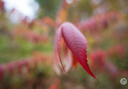 Tamron 20-40mm F2.8 VXD (A062) Review - DustinAbbott.net