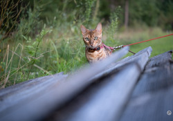 Viltrox Pro AF 27mm F1.2 X-Mount Review - DustinAbbott.net