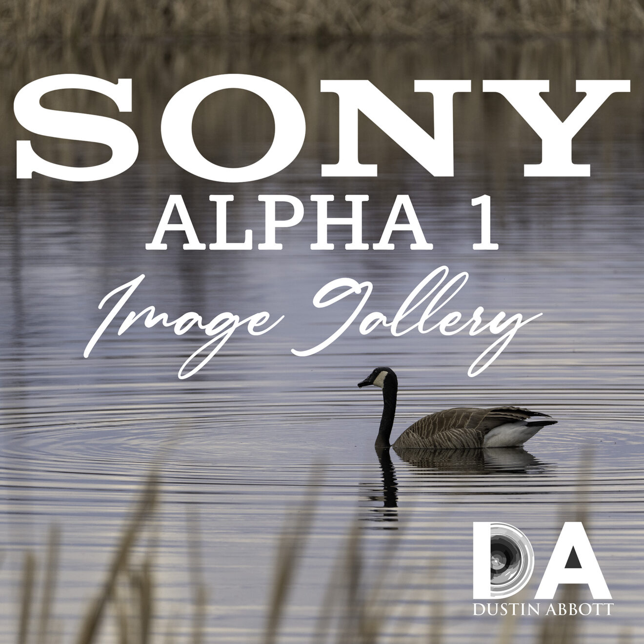 Sony Alpha 1 (ILCE-1) Review - DustinAbbott.net