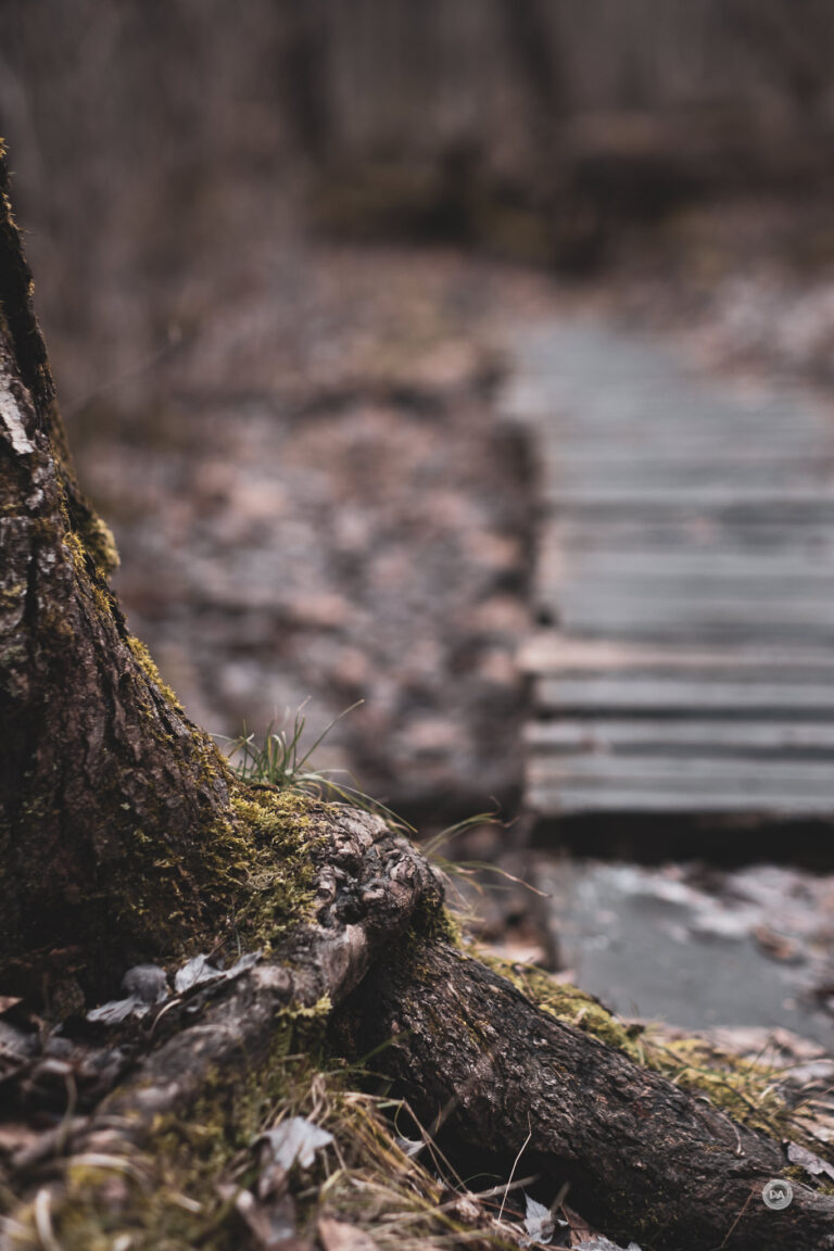 Sirui Sniper 56mm F1.2 AF Review - DustinAbbott.net