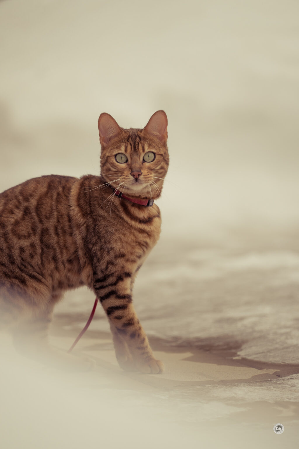 Sigma 500mm F5.6 DN OS Sport Review - DustinAbbott.net