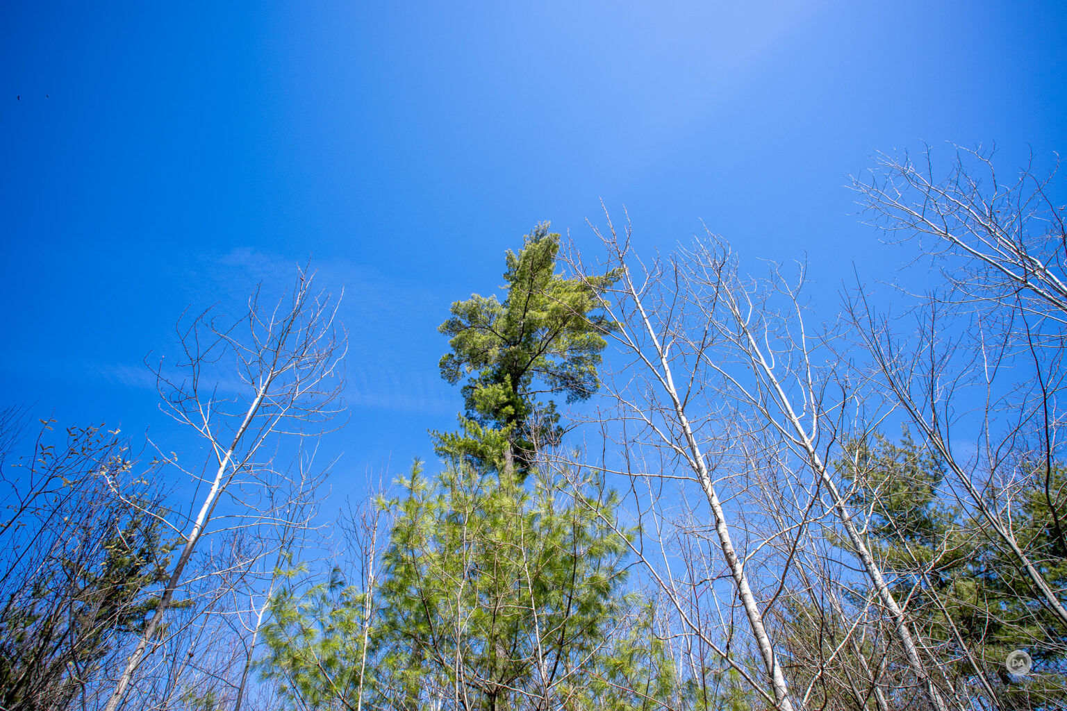 Yongnuo 11mm F1.8S DA DSM WL Review - DustinAbbott.net