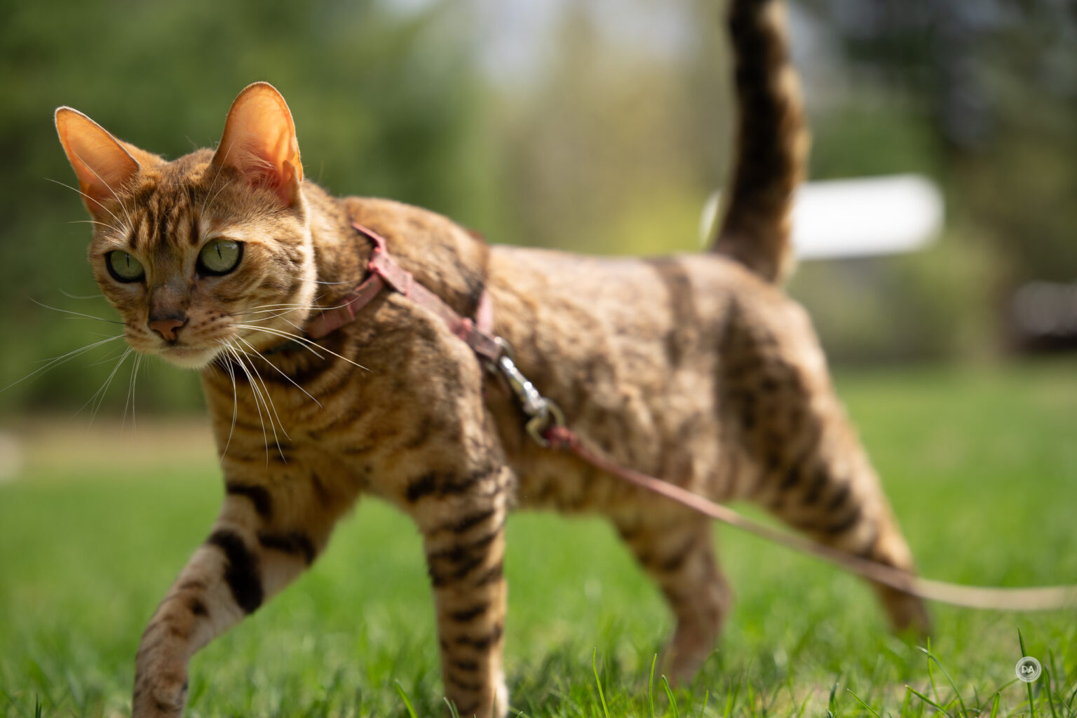 Sigma 24-70mm F2.8 DG DN II | ART Review - DustinAbbott.net