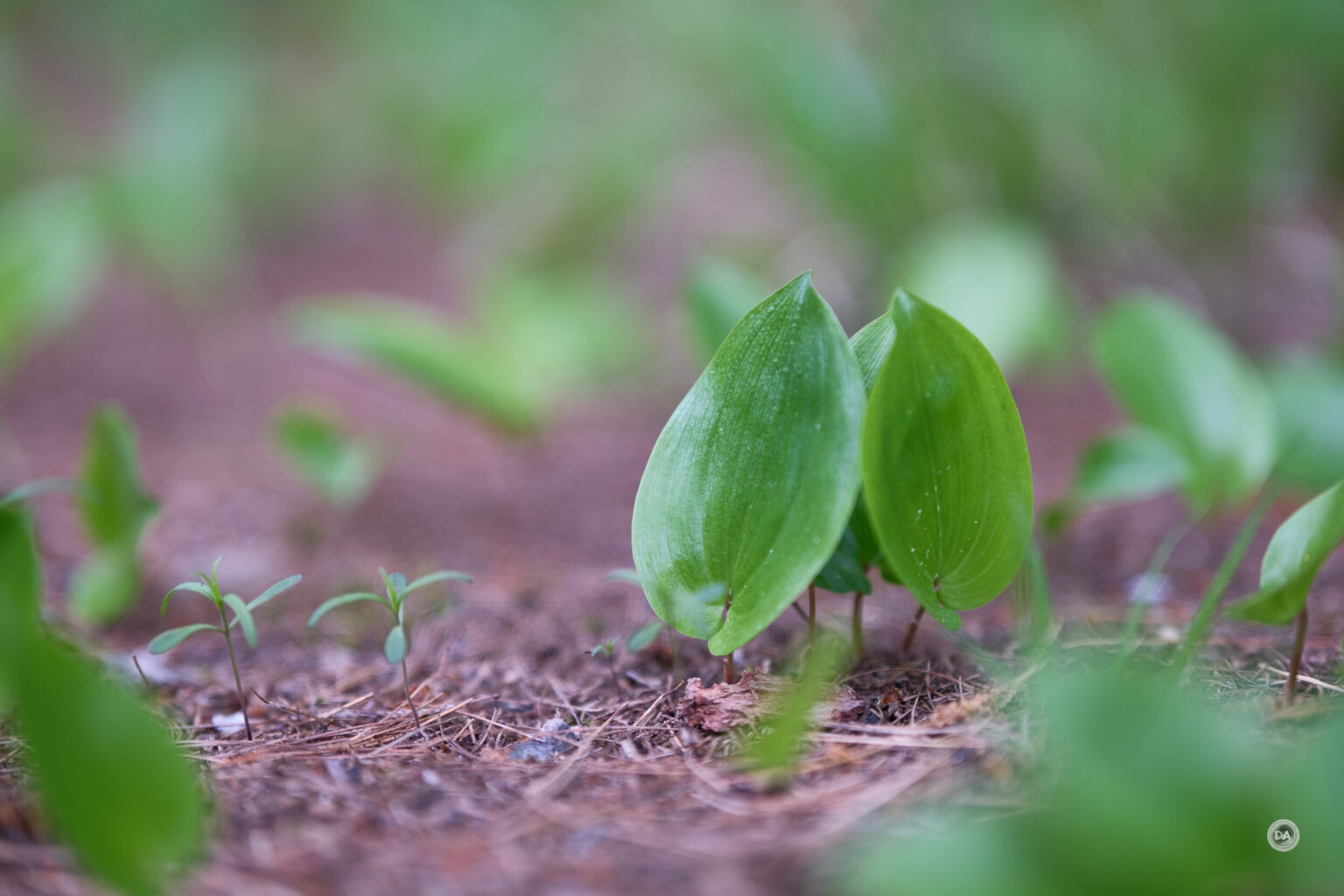 Sirui Sniper 75mm F1.2 Review - DustinAbbott.net