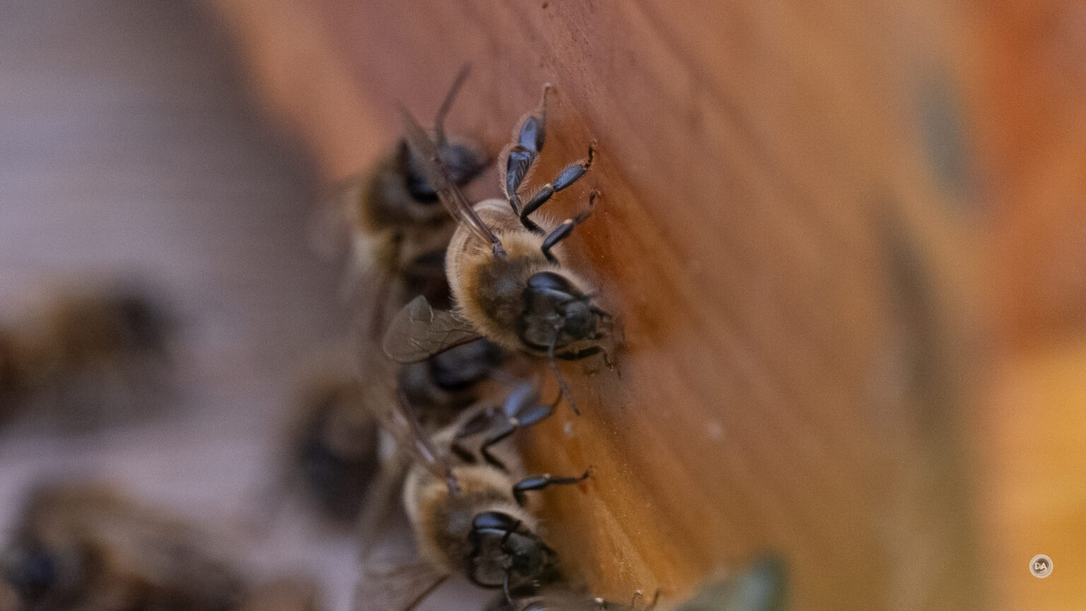 15-Bees-2 - DustinAbbott.net