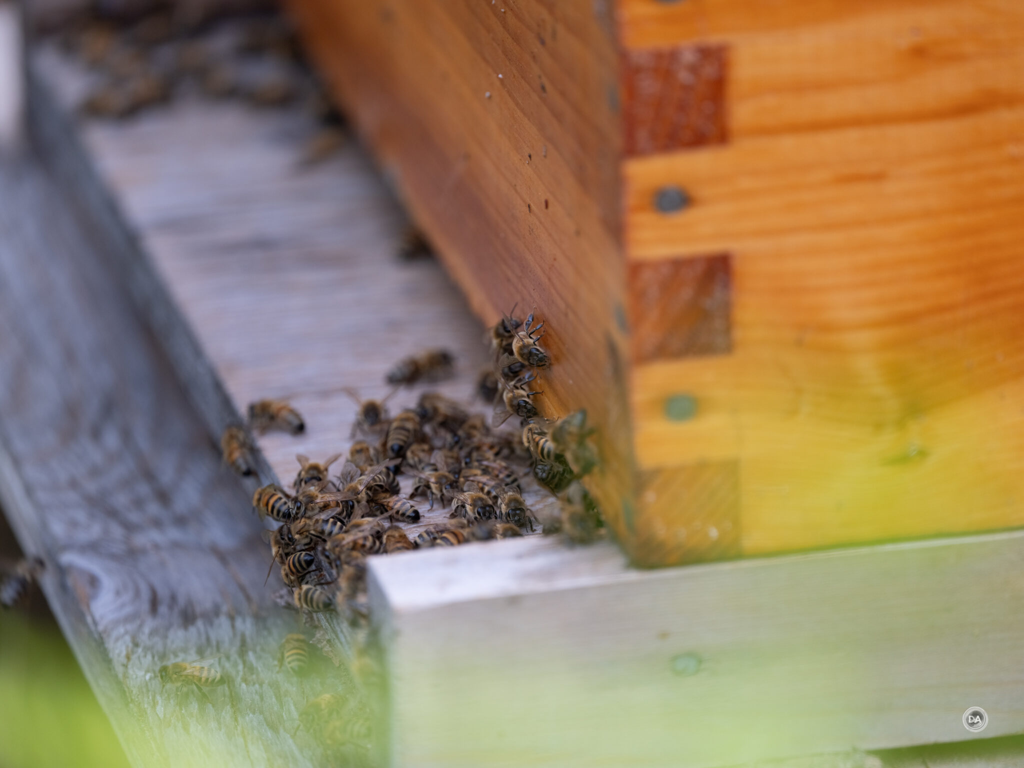 15-Bees - DustinAbbott.net