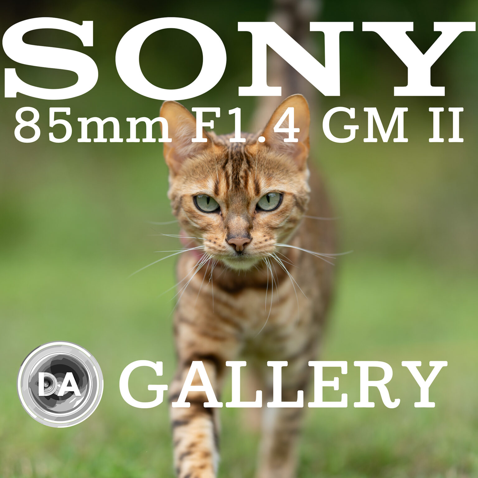 Sony ZV-E10 II Image Gallery - DustinAbbott.net