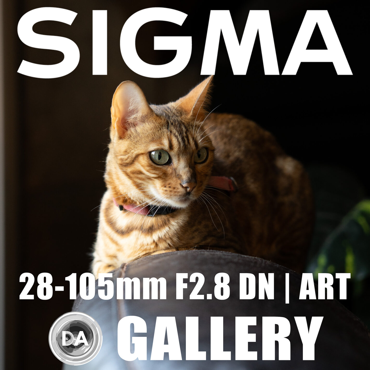 Sigma 17-40mm F1.8 DC | ART Gallery - DustinAbbott.net
