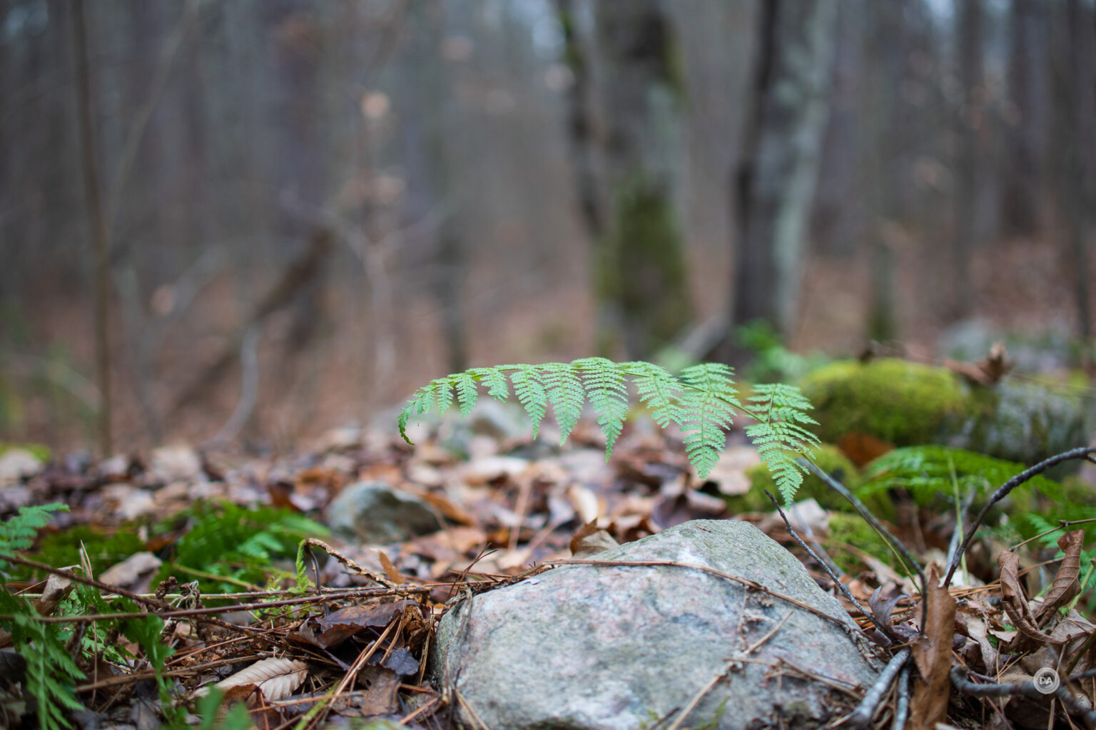 Megadap ETZ21 Pro Sony E to Nikon Z Adapter Review - DustinAbbott.net